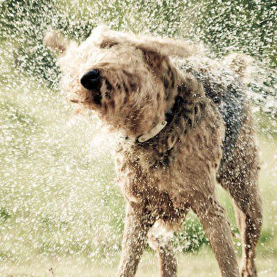 Meet the New Dog Breeds Recognized by the AKC in 2025