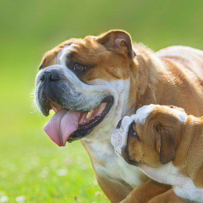 How Dogs Cool Themselves: Panting, Vasodilation, and More