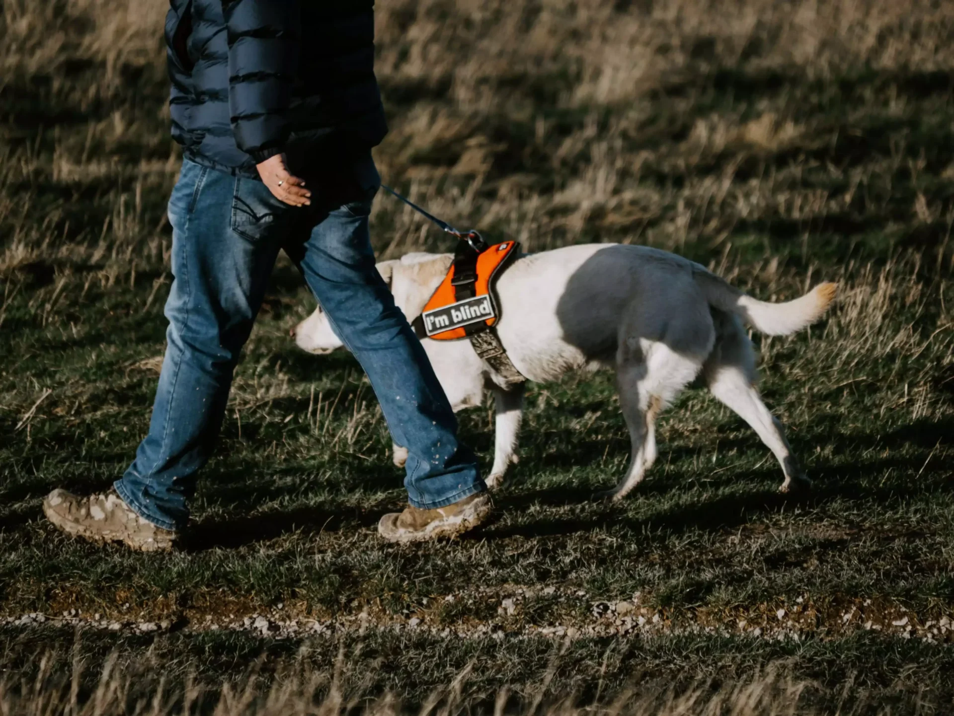Spotlight On Seeing Eye Dogs: FAQs for Dog Owners [2025]